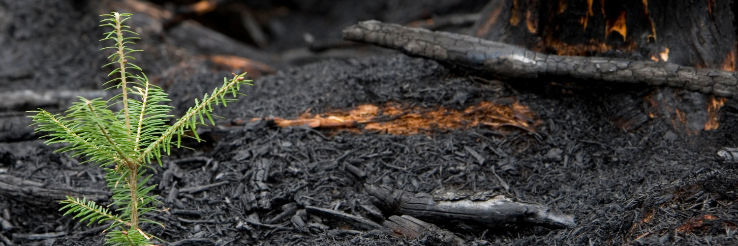 United for BC Wildfire Recovery Fund - United Way British Columbia